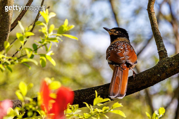 A spotted laughingthrush, Ianthocincla ocellata, perched in a tree ...