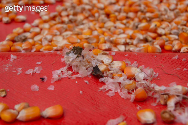 shot on corn cob flakes after they are separated from the corn kernels ...