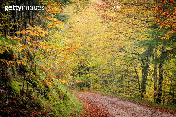 Magical autumn in Irati Forest : vast beech and fir tree forest ...