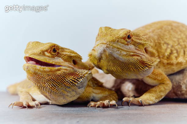 Bearded Dragons: A Close-Up Look at This Amazing Lizards 이미지 ...