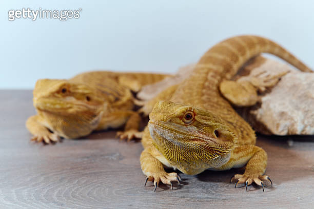 Bearded Dragons: A Close-Up Look at This Amazing Lizards (2096526210 ...