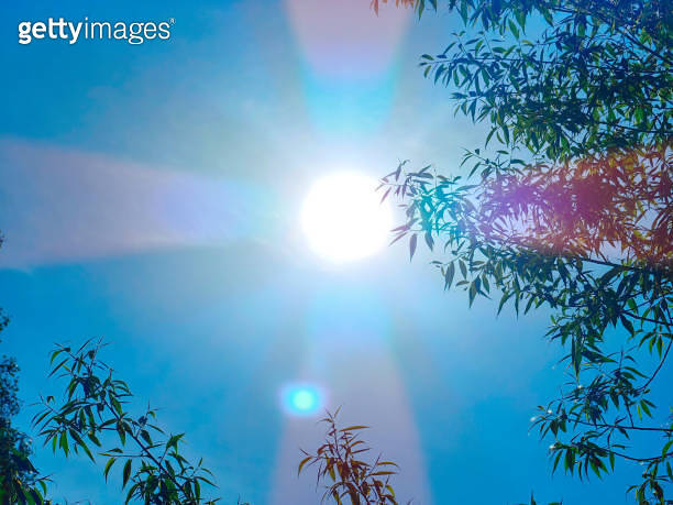 The bright sun shines with multi colored rays of purple-pink color with ...