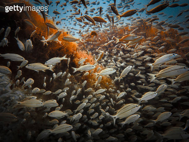 School of juvenile tomtates (Haemulon aurolineatum) schooling around ...