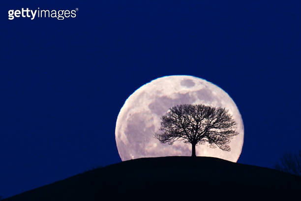 Sycamore Tree and Full Moon 이미지 (2040875108) - 게티이미지뱅크