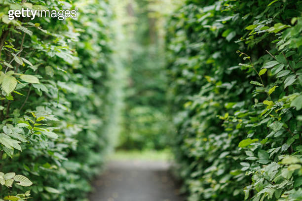 Bright green tunnel made from foliage lush plants. Footpath or walkway ...