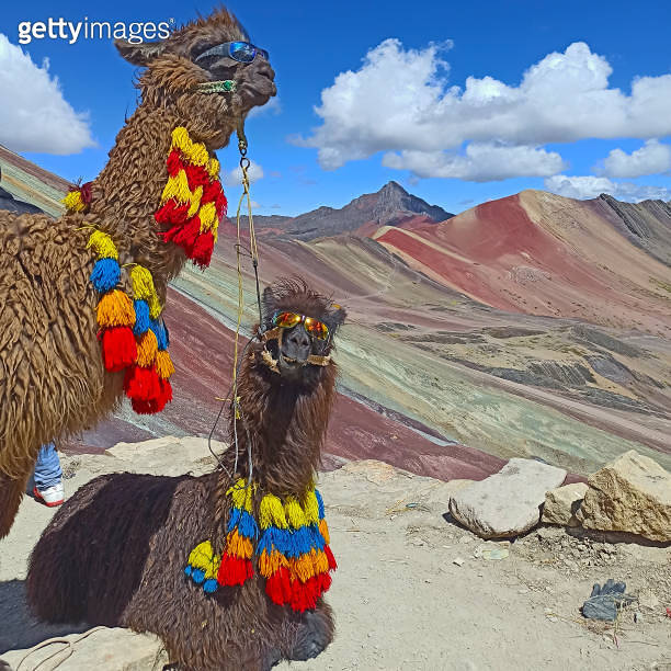 Funny Alpaca, Lama pacos, near the Vinicunca mountain, famous ...