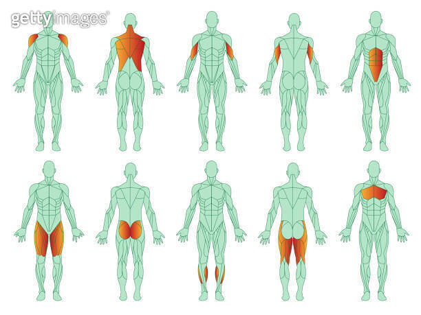 Muscles illustration icon set. Figure of man and with highlighted ...