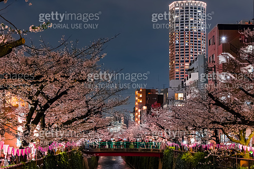 Huge crowds of people celebrating Hanami along the Meguro River, Tokyo ...