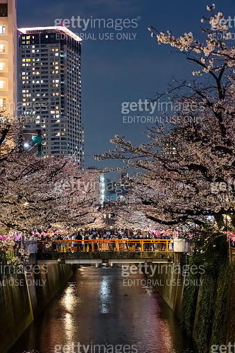 Huge crowds of people celebrating Hanami along the Meguro River, Tokyo ...