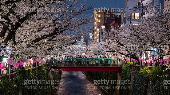 Huge crowds of people celebrating Hanami along the Meguro River, Tokyo ...