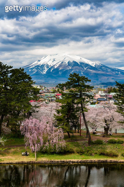 Snowcapped volcano Mount Iwaki with colorful Cherry Blossom trees in ...