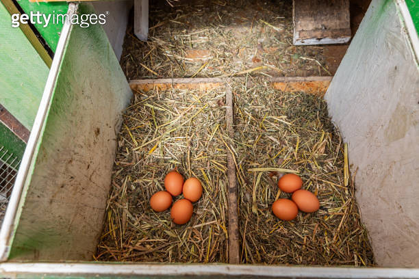 Organic raw chicken eggs in a nest at chicken coop, local farm ...