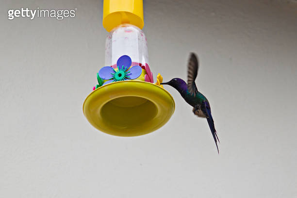 hummingbird sipping nectar with its beak on a fake flower from a feeder ...