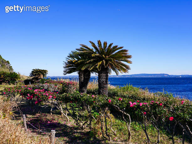 Tokyo Bay Uraga Channel seen from Kannonzaki Park (Yokosuka City ...