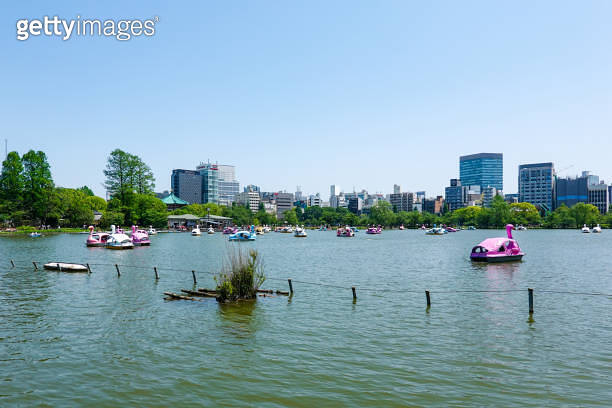 The boat pond area of Shinobazu Pond on a clear spring day (Taito-ku ...