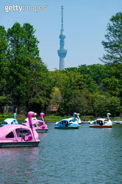 The boat pond area of Shinobazu Pond on a clear spring day (Taito-ku ...
