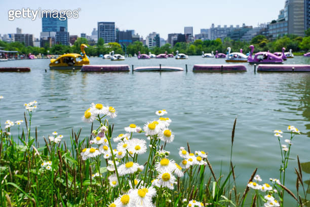 The boat pond area of Shinobazu Pond on a clear spring day (Taito-ku ...