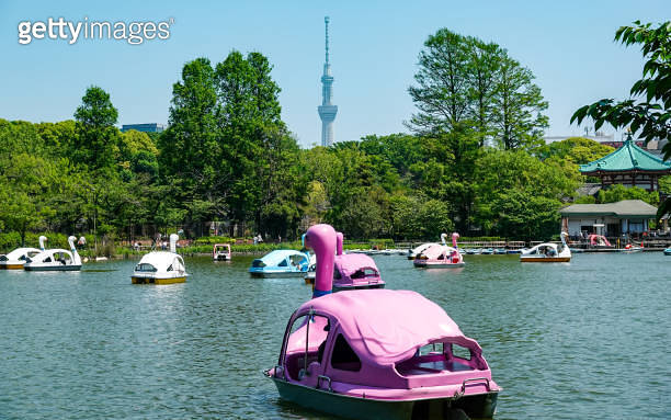 The boat pond area of Shinobazu Pond on a clear spring day (Taito-ku ...