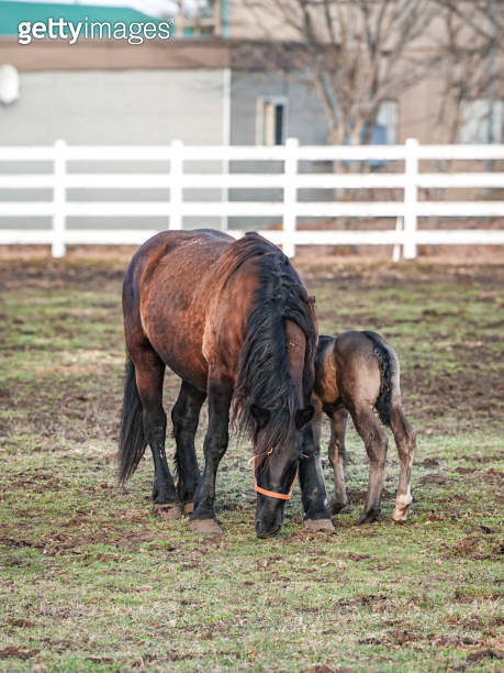 A mother and her horse at Ban'ei Ranch Tokachi (Obihiro, Hokkaido ...