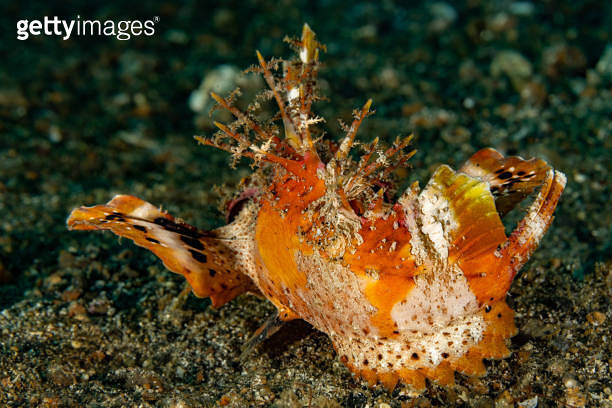 Colorful and Venomous Two-stick Stingfish Inimicus filamentosus, Lembeh ...