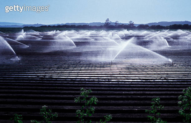 Rows of Fertile Soil being Watered on Coastal Farm 이미지 (2102725834 ...