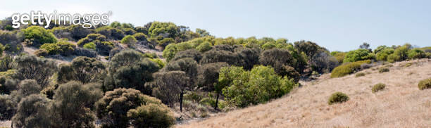 Salt bush leading to the ocean 이미지 (2102874843) - 게티이미지뱅크