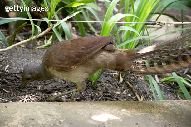 the lyre bird is digging looking for food 이미지 (2067279480) - 게티이미지뱅크