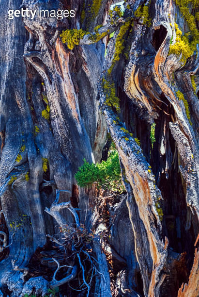 Close-up View of Gnarled Bark of Bristlecone pine Tree 이미지 (2150045772 ...