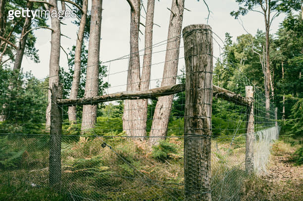 Shallow focus of a forestry timber and wire fence surrounding young ...