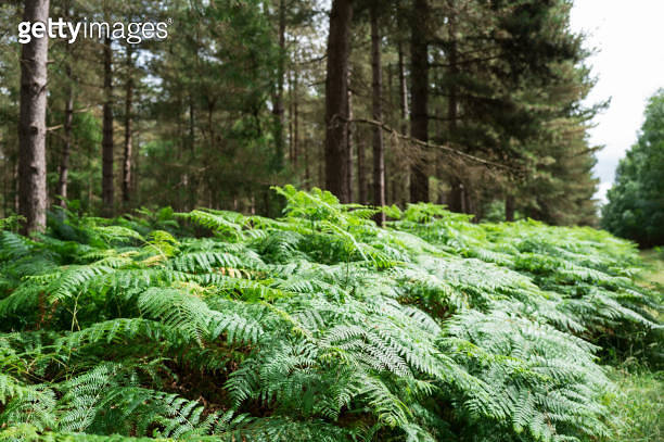 Lush ferns seen at the edge of a pine forest in Thetford, East Anglia ...