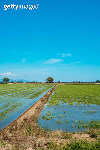 waterlogged rice field in the Ebro Delta, Spain 이미지 (2161322112) - 게티이미지뱅크