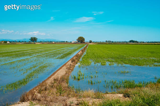 a waterlogged rice field in the Ebro Delta, in Spain 이미지 (2162219477 ...
