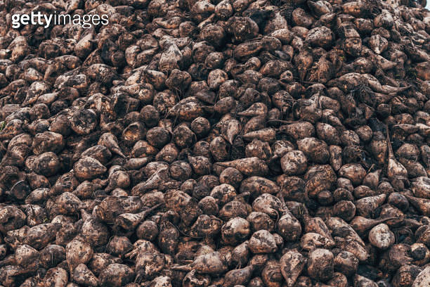Dirty sugar beet root crops piled after harvest and left to dry before ...