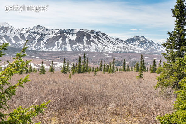 Edge of Tree line and Tundra in Denali National Park with snow covered ...