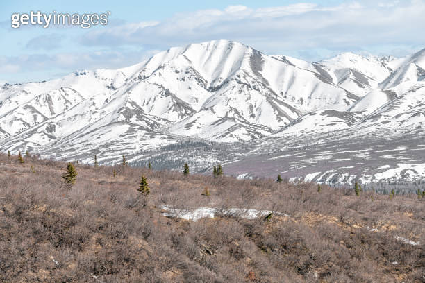 Edge of Tree line and Tundra in Denali National Park with snow covered ...