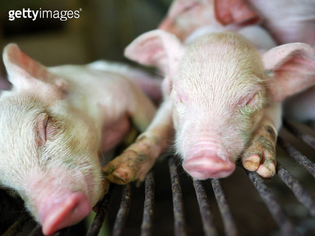 A week-old piglet cute newborn sleeping on the pig farm with other ...