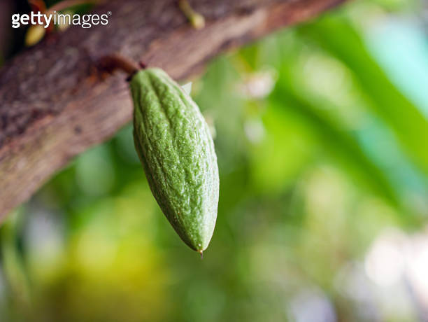 Green small Cacao pods branch with young fruit grow on trees. The cocoa ...