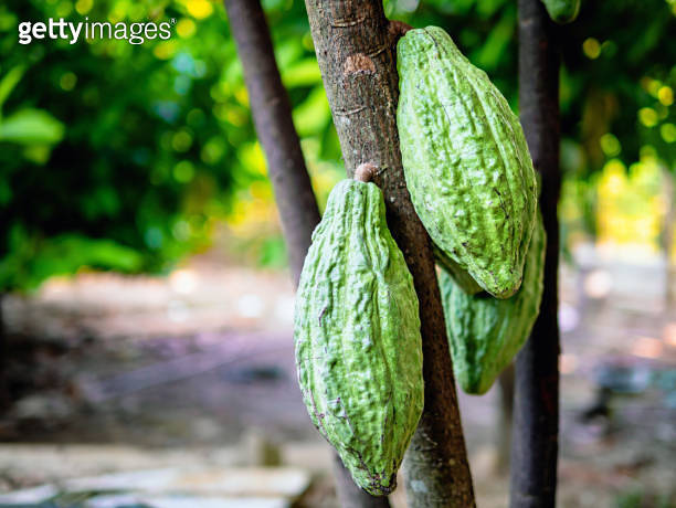 Unripe Cacao pods grow on trees. The cocoa tree ( Theobroma cacao ...