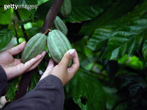 Agriculture green raw cacao pods or raw green cacao fruit on cacao tree ...