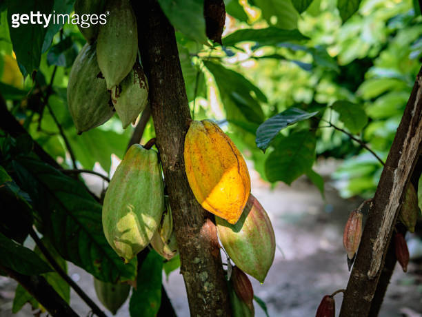 Yellow Cacao pods grow on trees. The cocoa tree ( Theobroma cacao ...