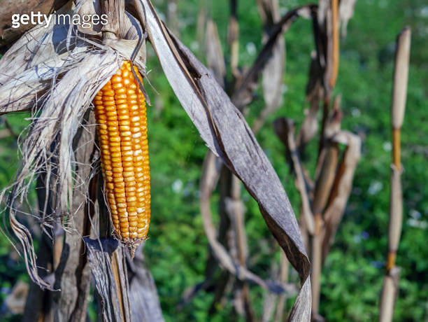 Close-up of Dried corn cobs in corn field,Dry corn on corn plant ...