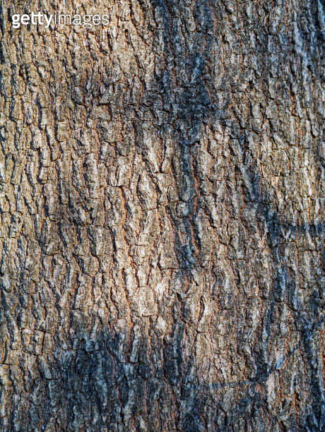 abstract Sunlight shadows tree branch patterns on tamarind tree bark ...