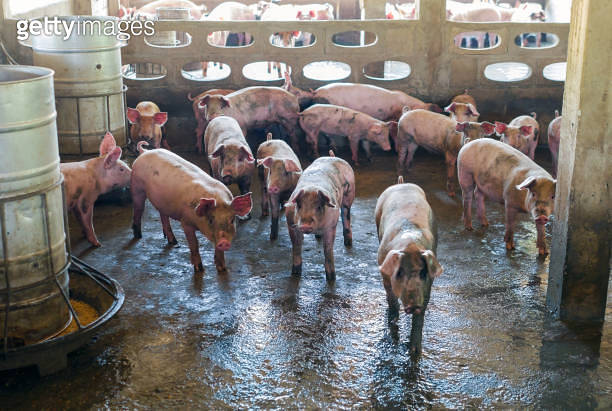 Many pig on the farm. group of mammals waiting for feed. swine in the ...