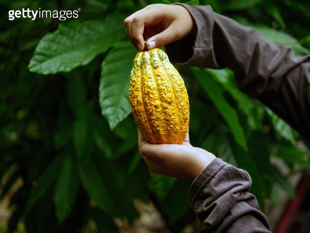 agriculture yellow ripe cacao pods in the hands of a farmer, harvested ...