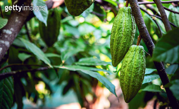 Close-up of green raw Cacao pods grow on trees. The cacao fruits, Raw ...