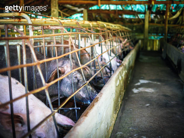 Pig in stable, Pig Breeding farm in swine business in tidy and indoor ...