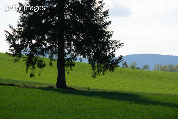 Pine tree standing in a green wheat field in Biei 이미지 (2123999871) - 게티 ...