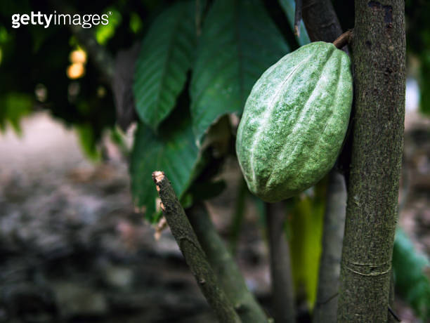Green Cacao pods grow on trees. The cocoa tree, The cacao with fruits ...