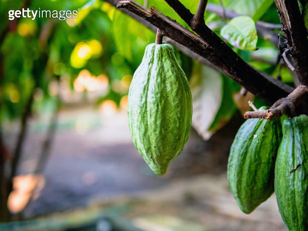 Unripe Cacao pods grow on trees. The cocoa tree ( Theobroma cacao ...
