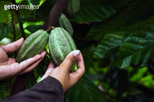 Agriculture green raw cacao pods or raw green cacao fruit on cocoa tree ...